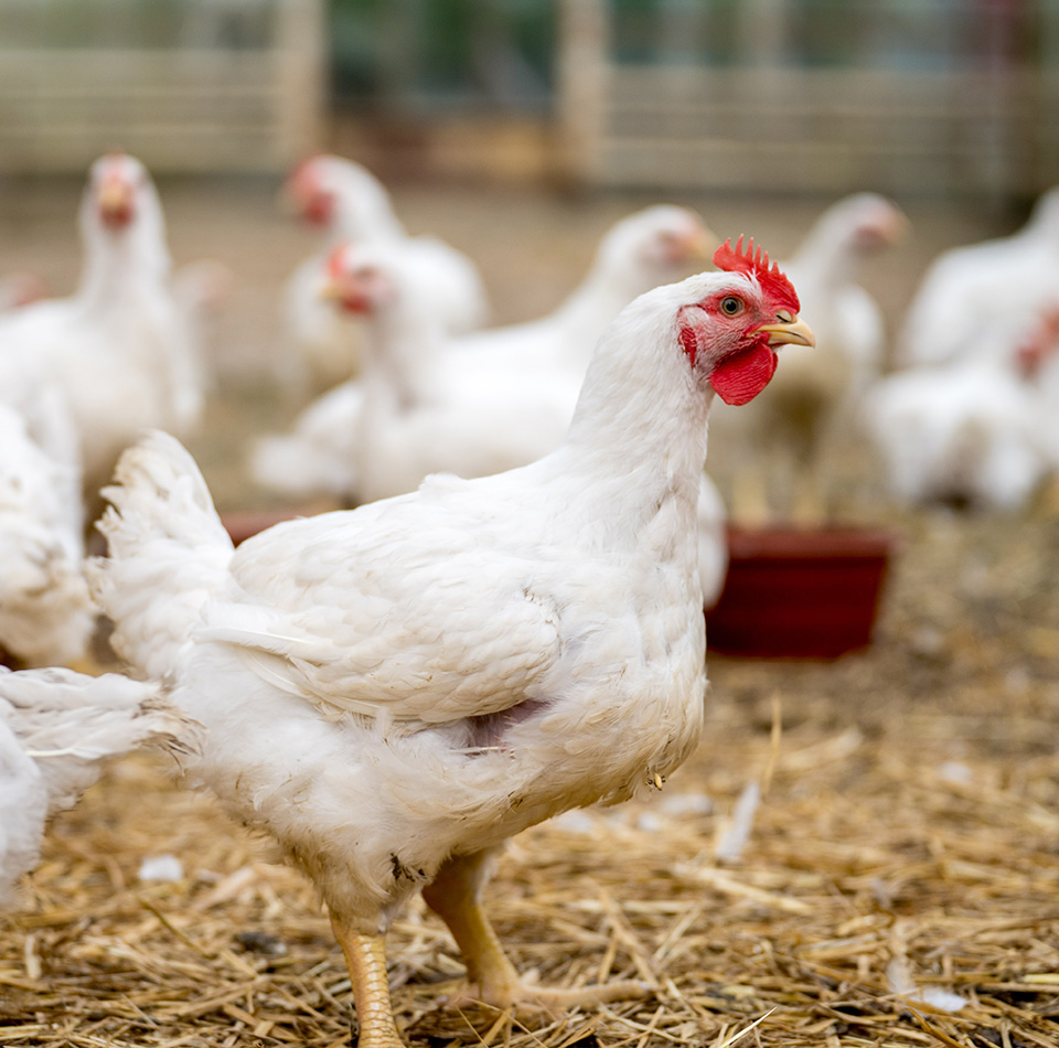 Livestock | Livestock Products & Accessories